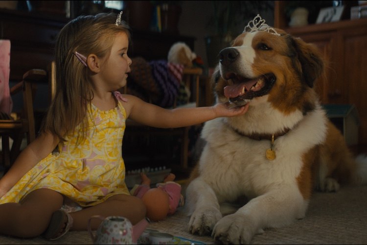 REVIEW: Reincarnated Canine Drama A Dog's Journey — Crooked Marquee